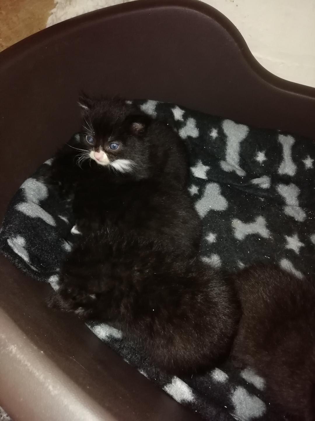 Peggy’s Kittens – Cosy Cats Rescue