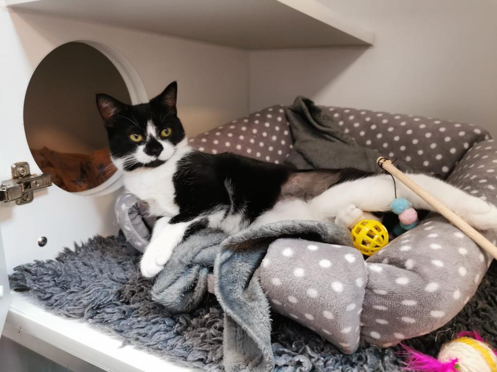 Cosy Cats Rescue – Northwich, Cheshire
