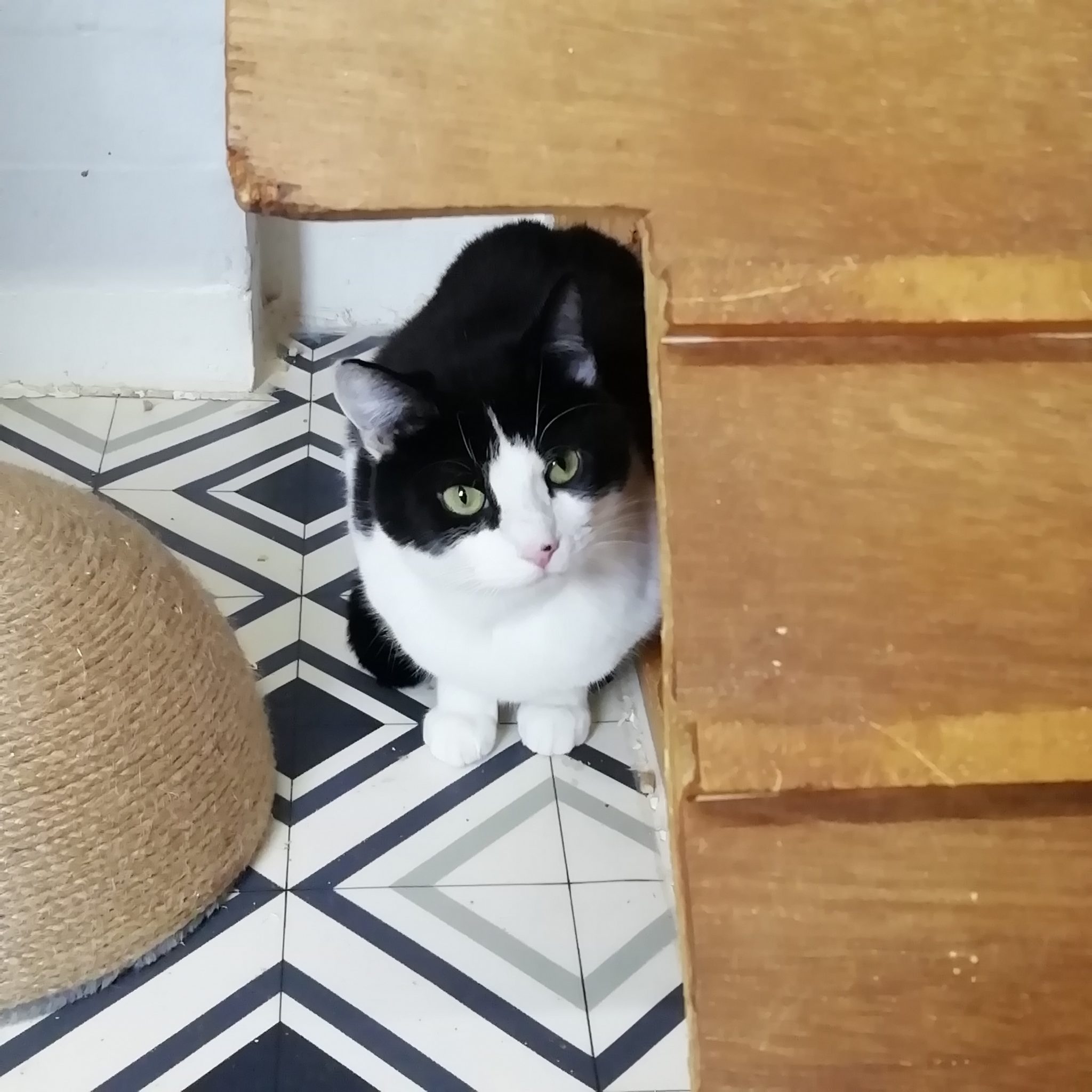 Cats – Cosy Cats Rescue