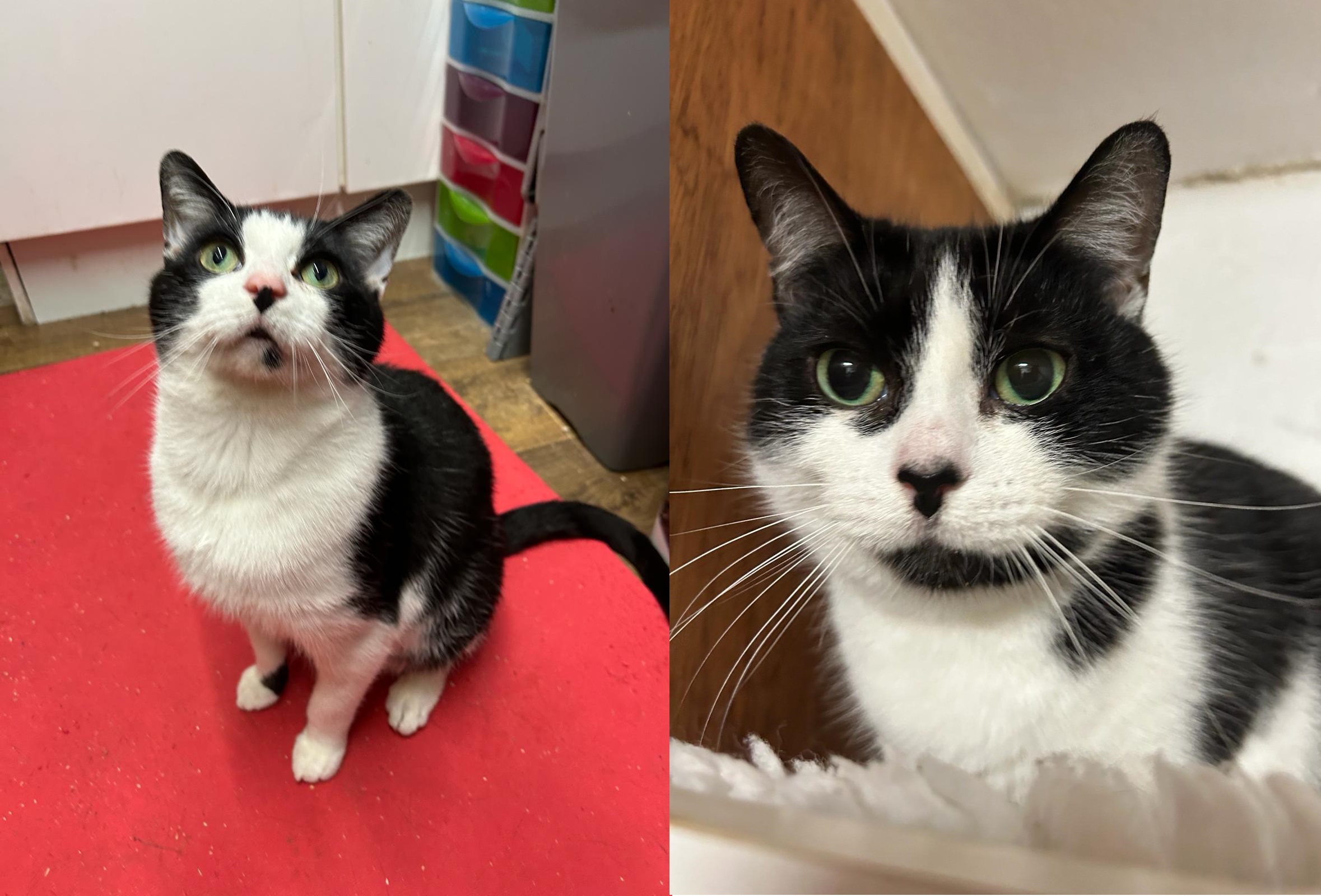 Cats – Cosy Cats Rescue