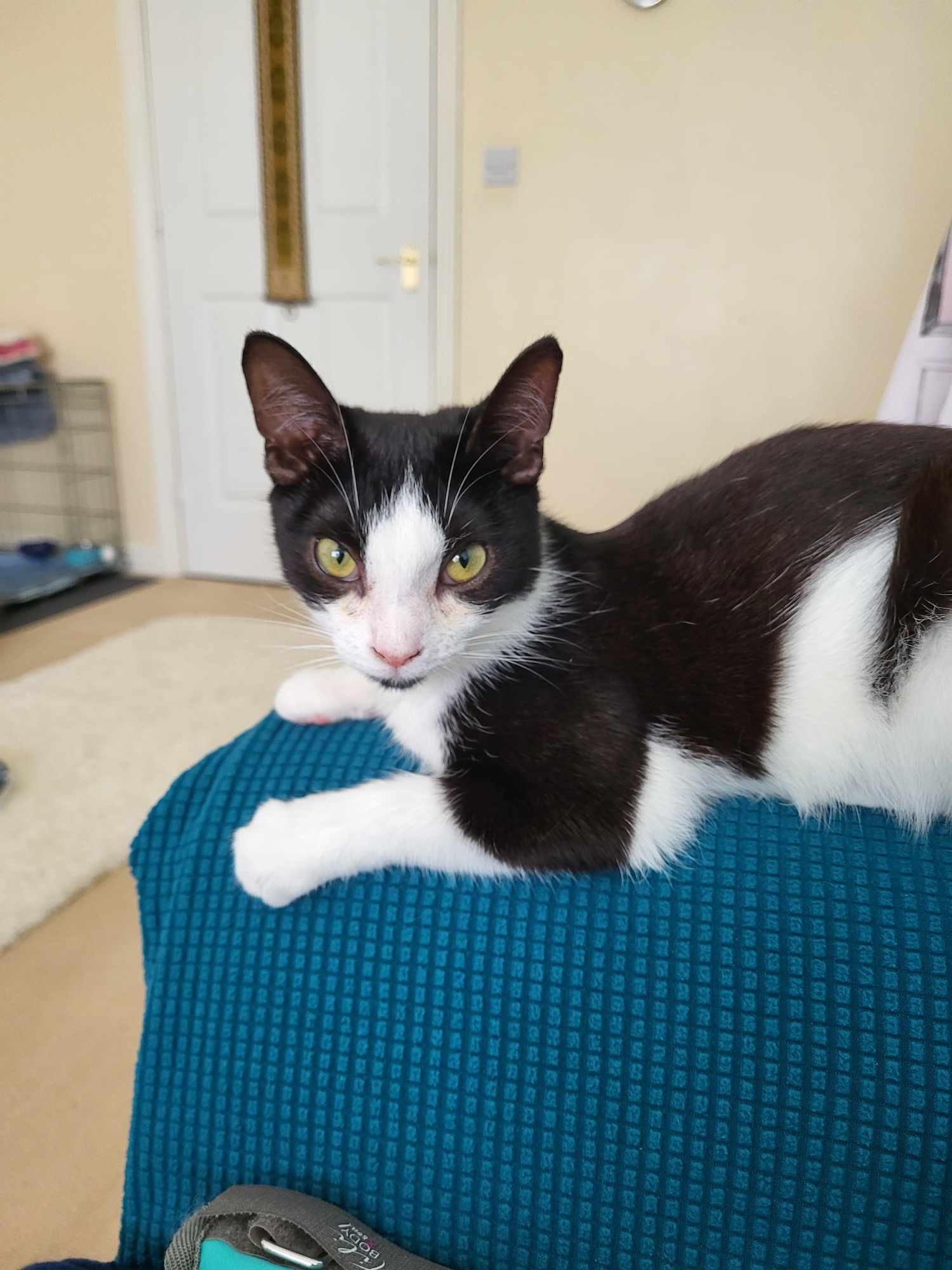 Cats – Cosy Cats Rescue